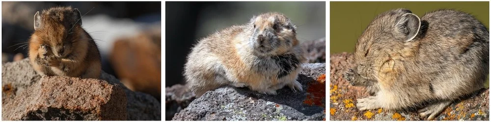 An Overview Of The American Pika's Unique Ecology — Deirdre Denali ...