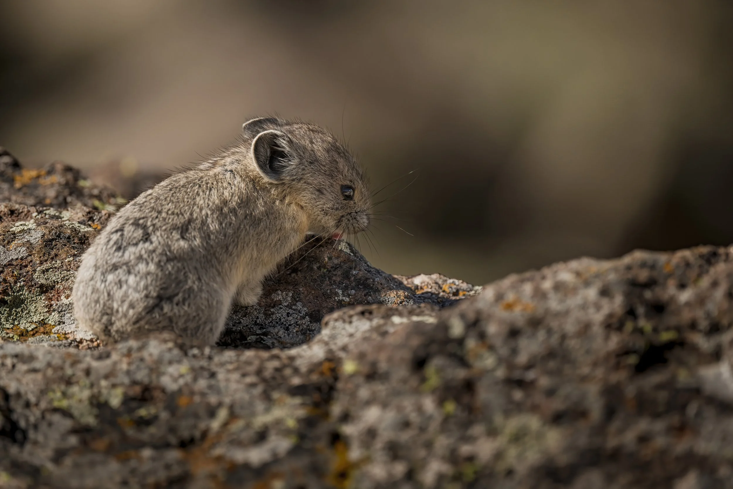 Baby Pikas