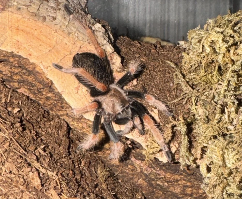 My Tarantulas: Meet The Girls — Deirdre Denali Photography