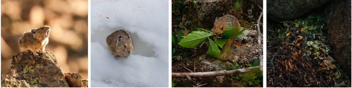 An Overview Of The American Pika's Unique Ecology — Deirdre Denali ...