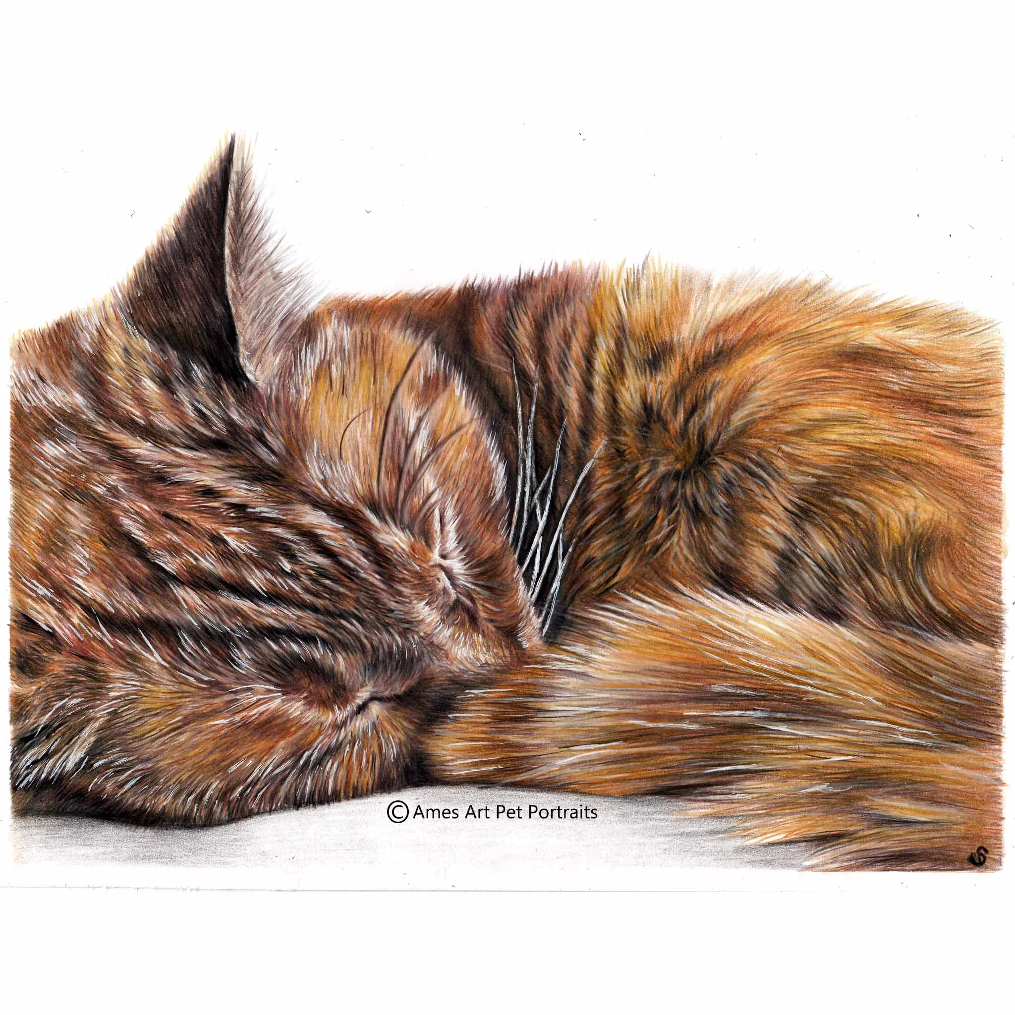 Realistic colored pencil cat portrait drawing from your photos by pet ...