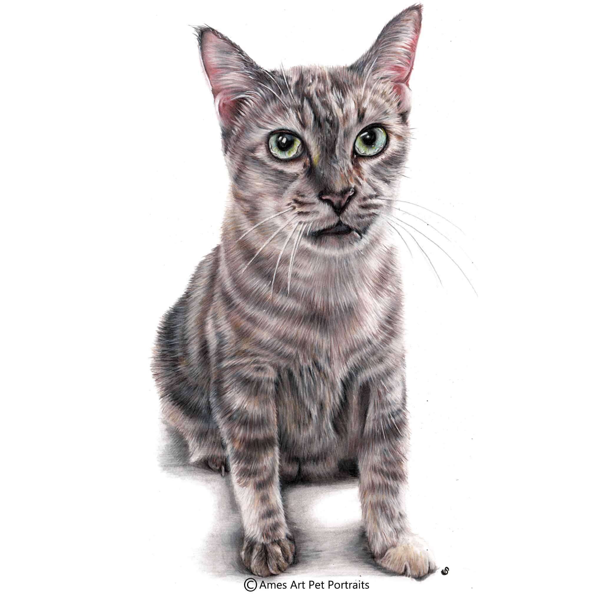 Realistic colored pencil cat portrait drawing from your photos by pet ...