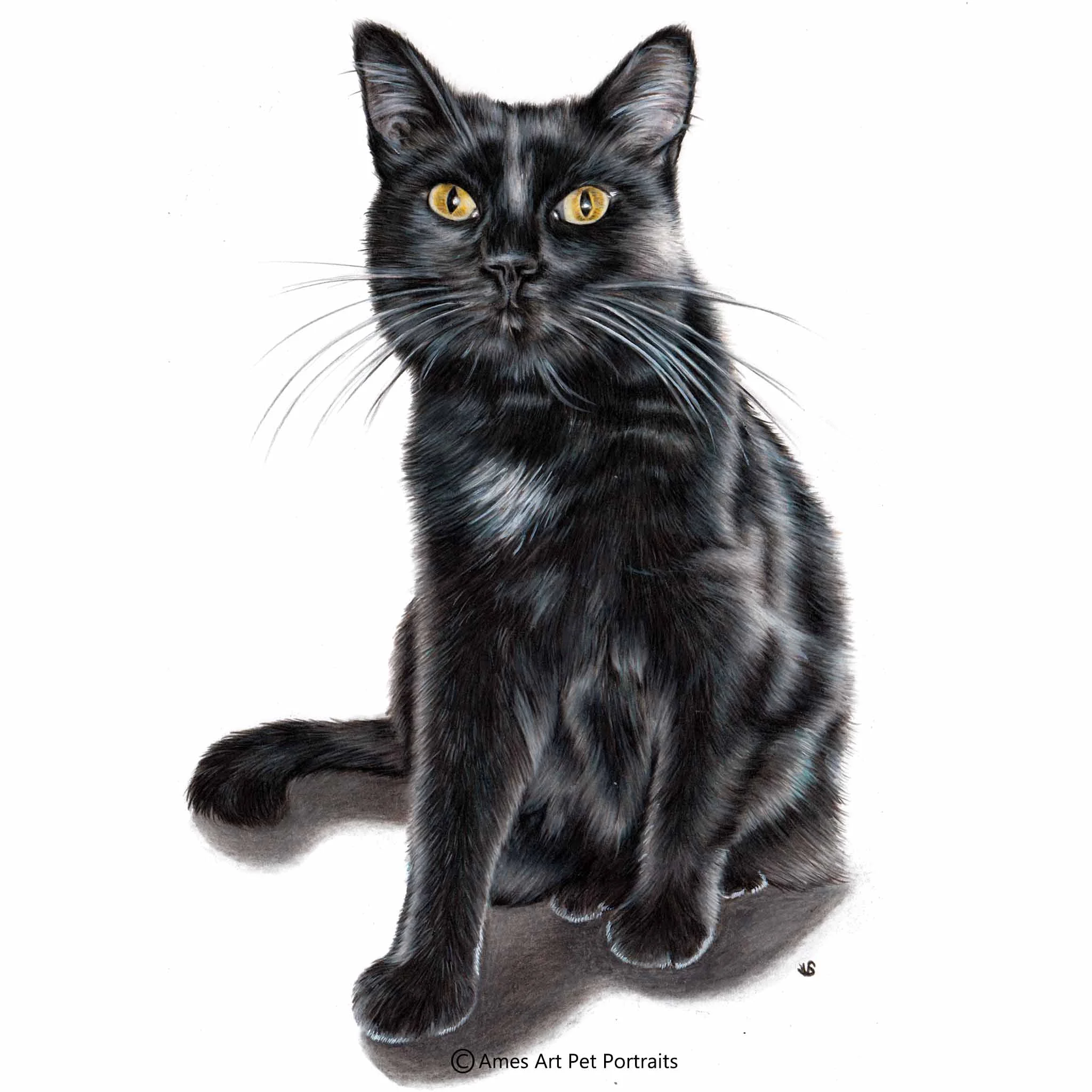 Realistic colored pencil cat portrait drawing from your photos by pet ...