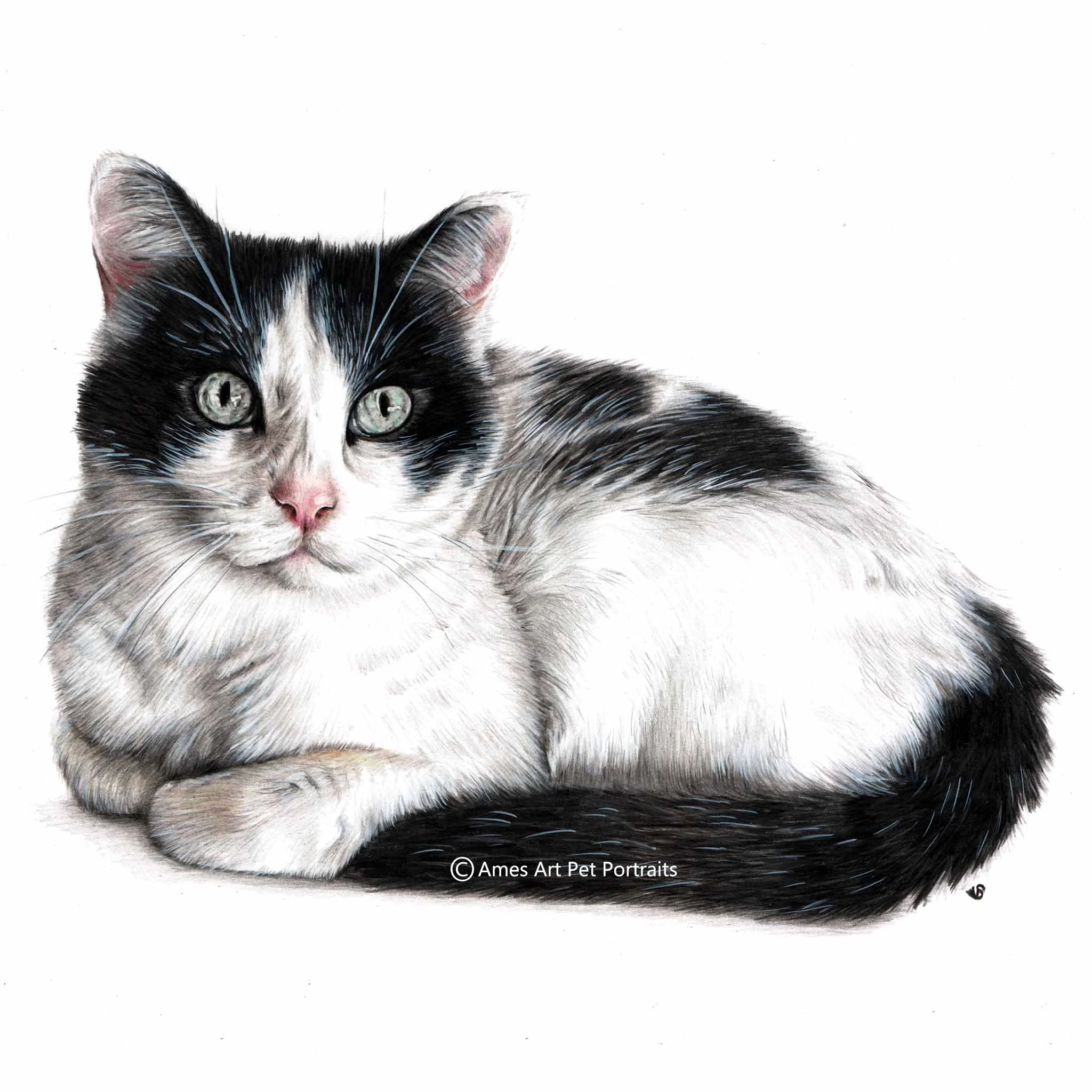 Realistic colored pencil cat portrait drawing from your photos by pet ...