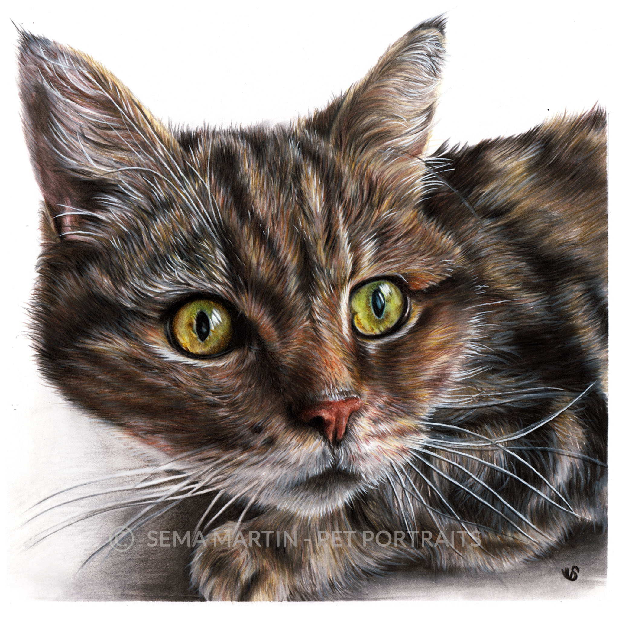 Realistic colored pencil cat portrait drawing from your photos by pet ...