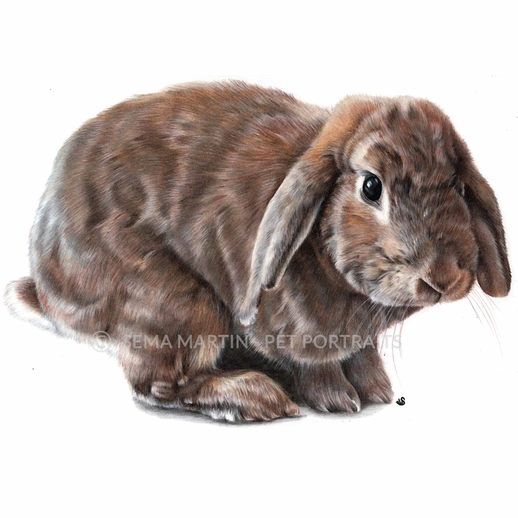 Realistic Colour Pencil Bunny Rabbit Portrait Commissions by award ...