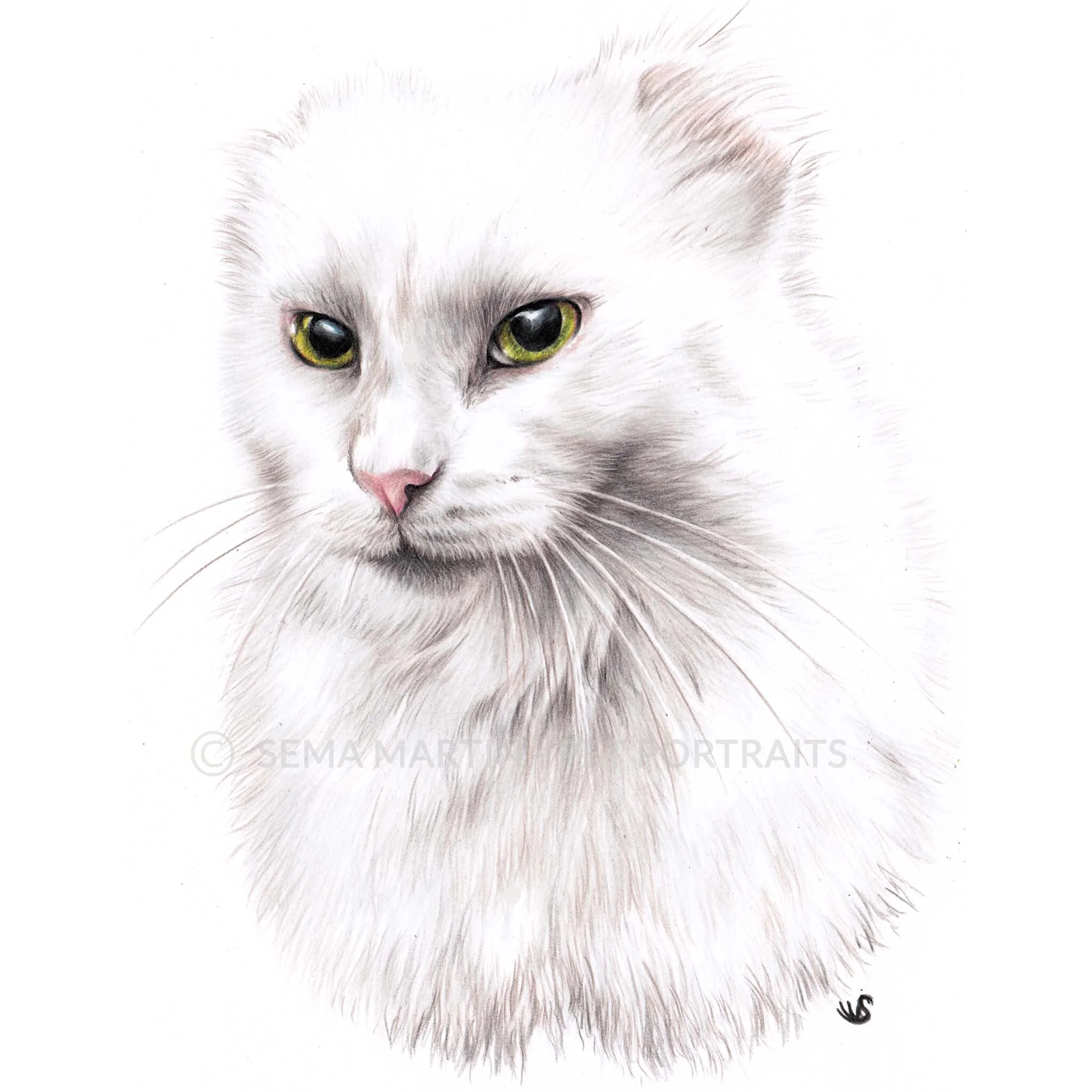 Realistic colored pencil cat portrait drawing from your photos by pet ...