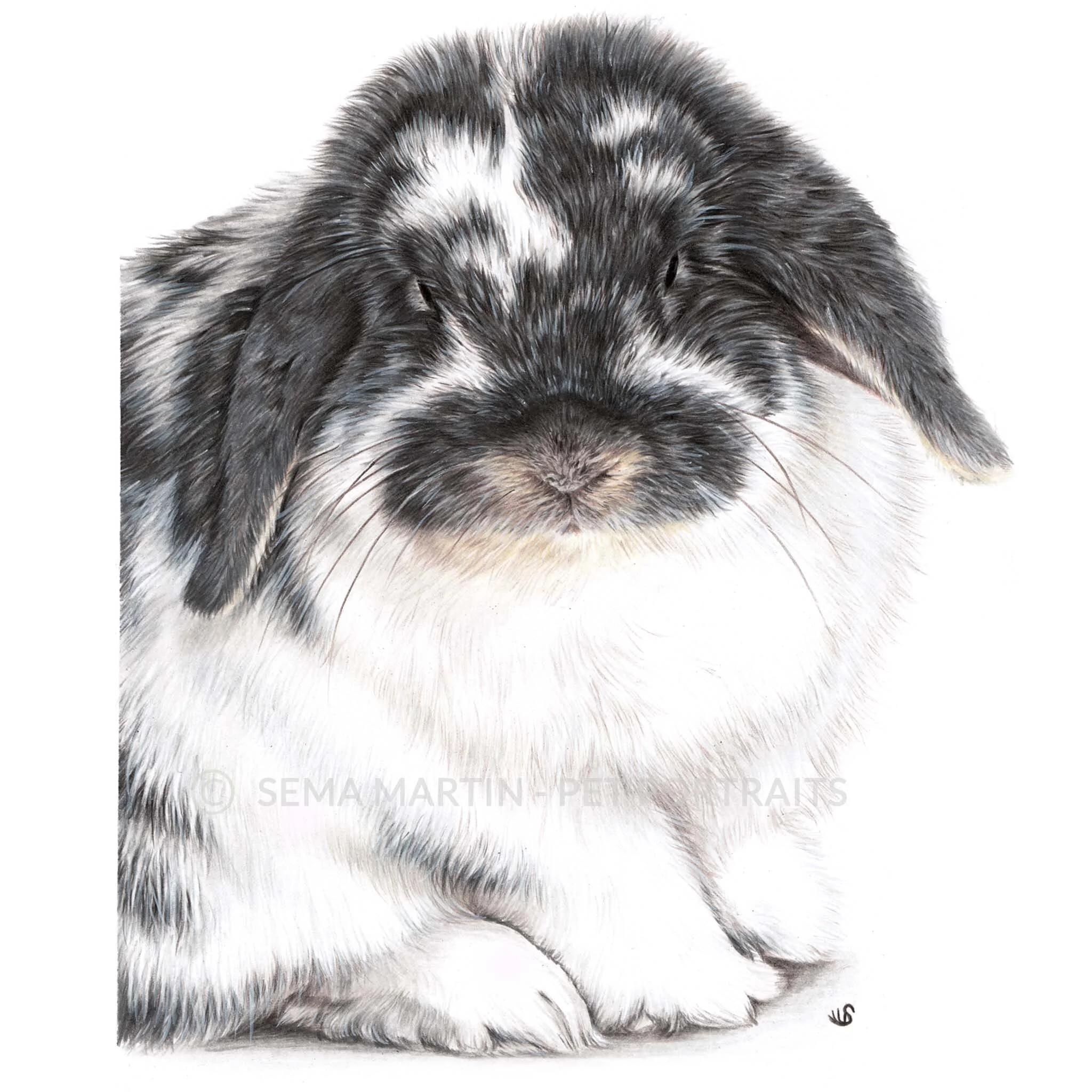 Realistic Colour Pencil Bunny Rabbit Portrait Commissions by award ...