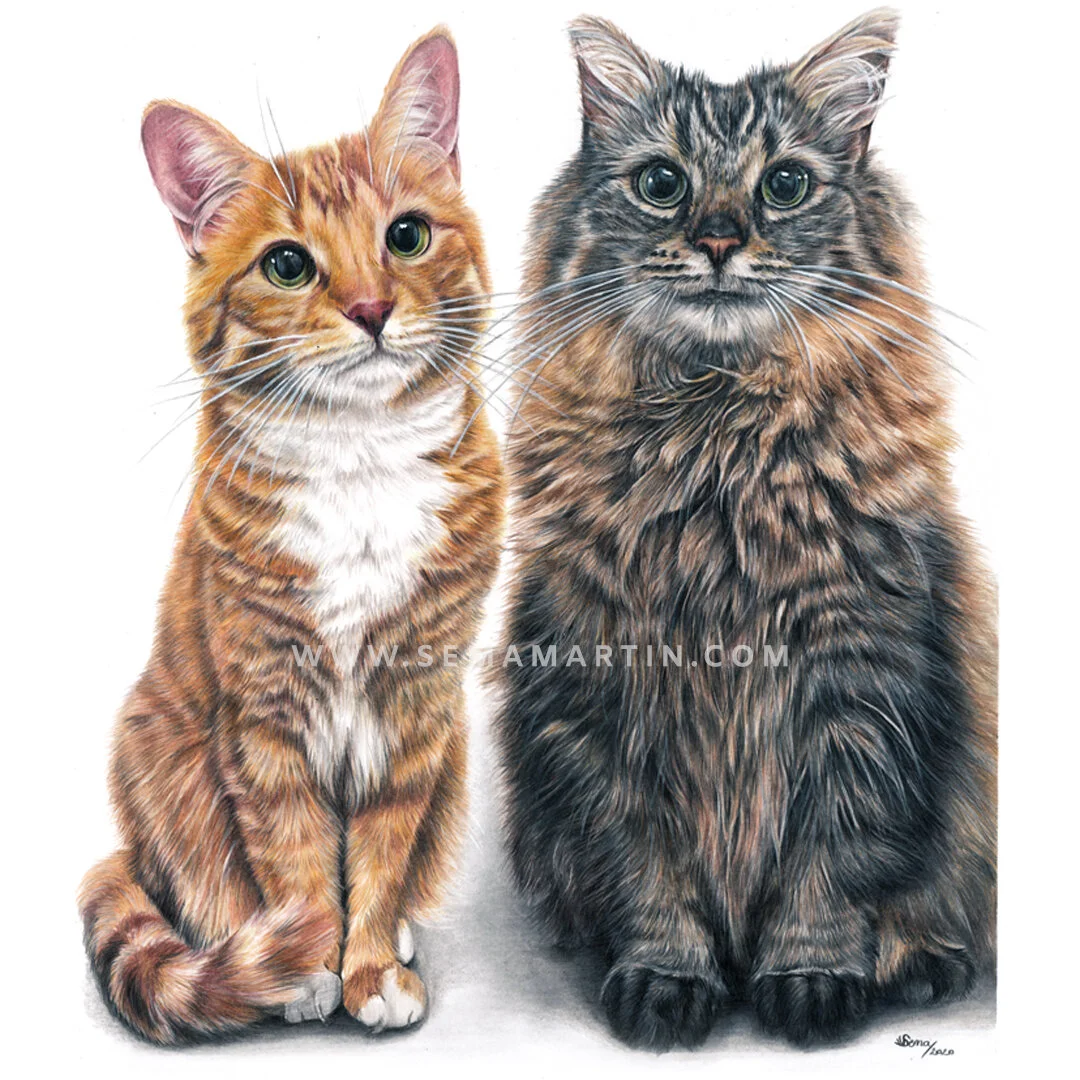Realistic colored pencil cat portrait drawing from your photos by pet ...