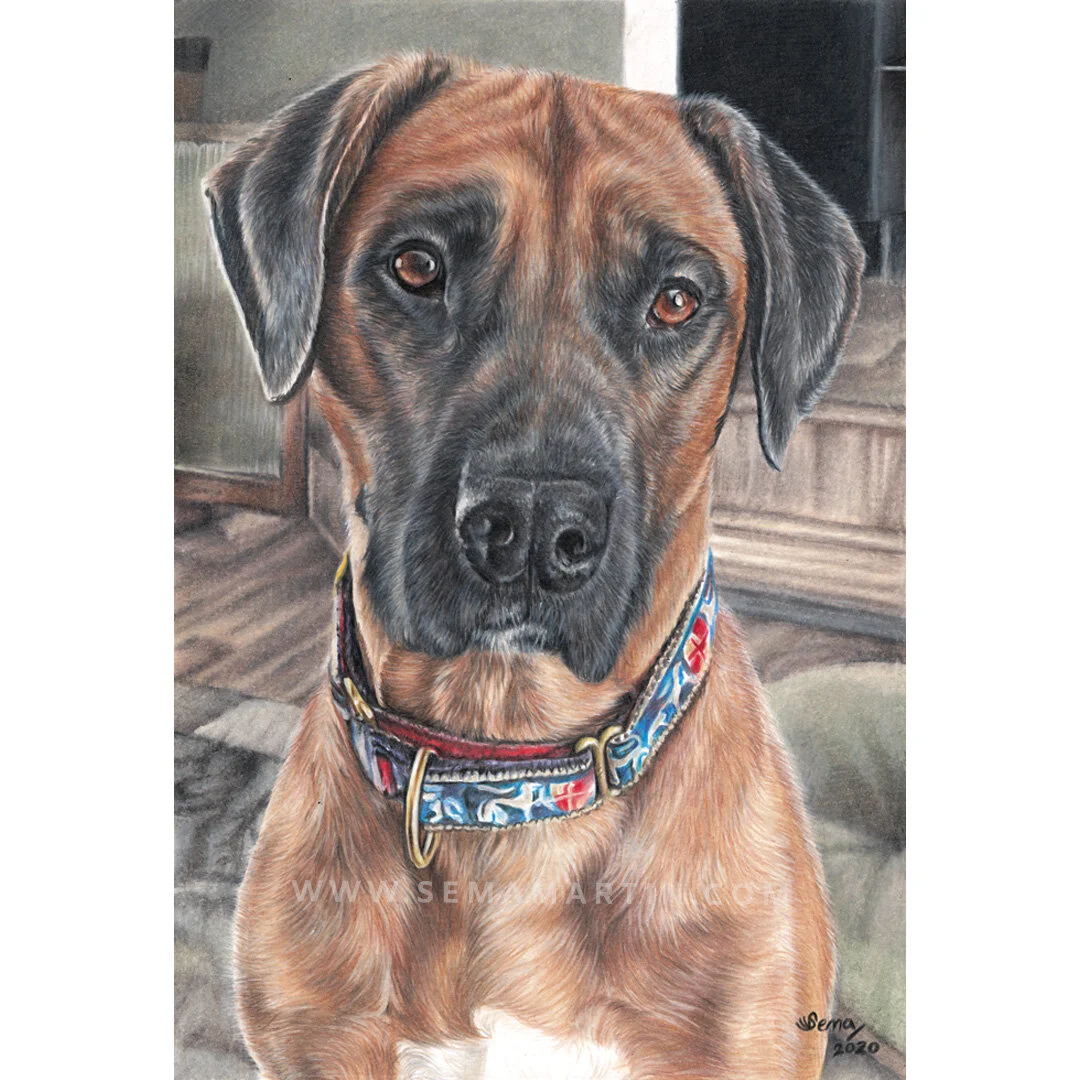 Realistic Colored Pencil Dog Portrait drawing from your photo by Award ...