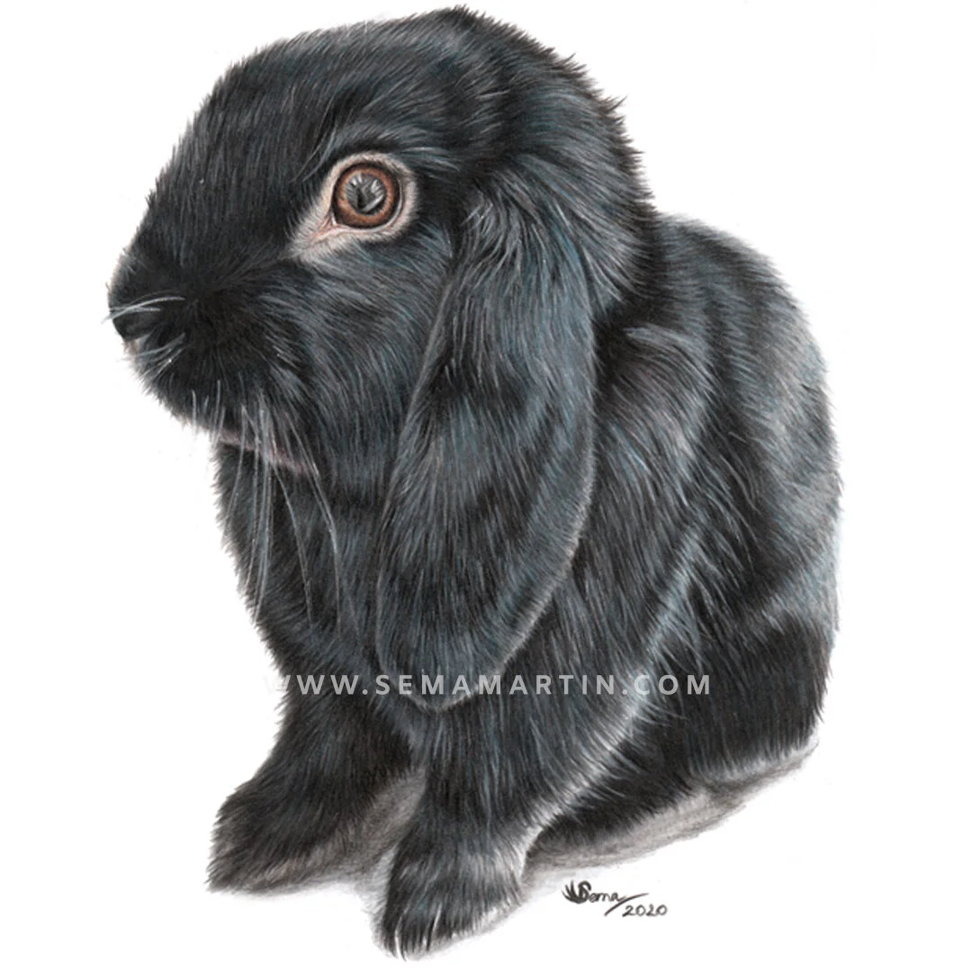 Realistic Colour Pencil Bunny Rabbit Portrait Commissions by award ...