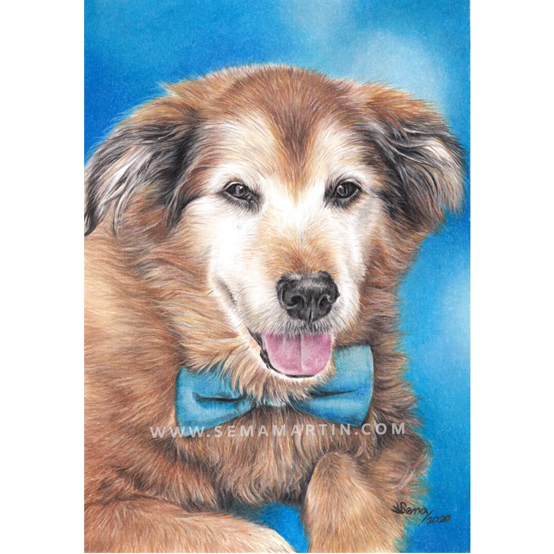 Realistic Colored Pencil Dog Portrait drawing from your photo by Award ...