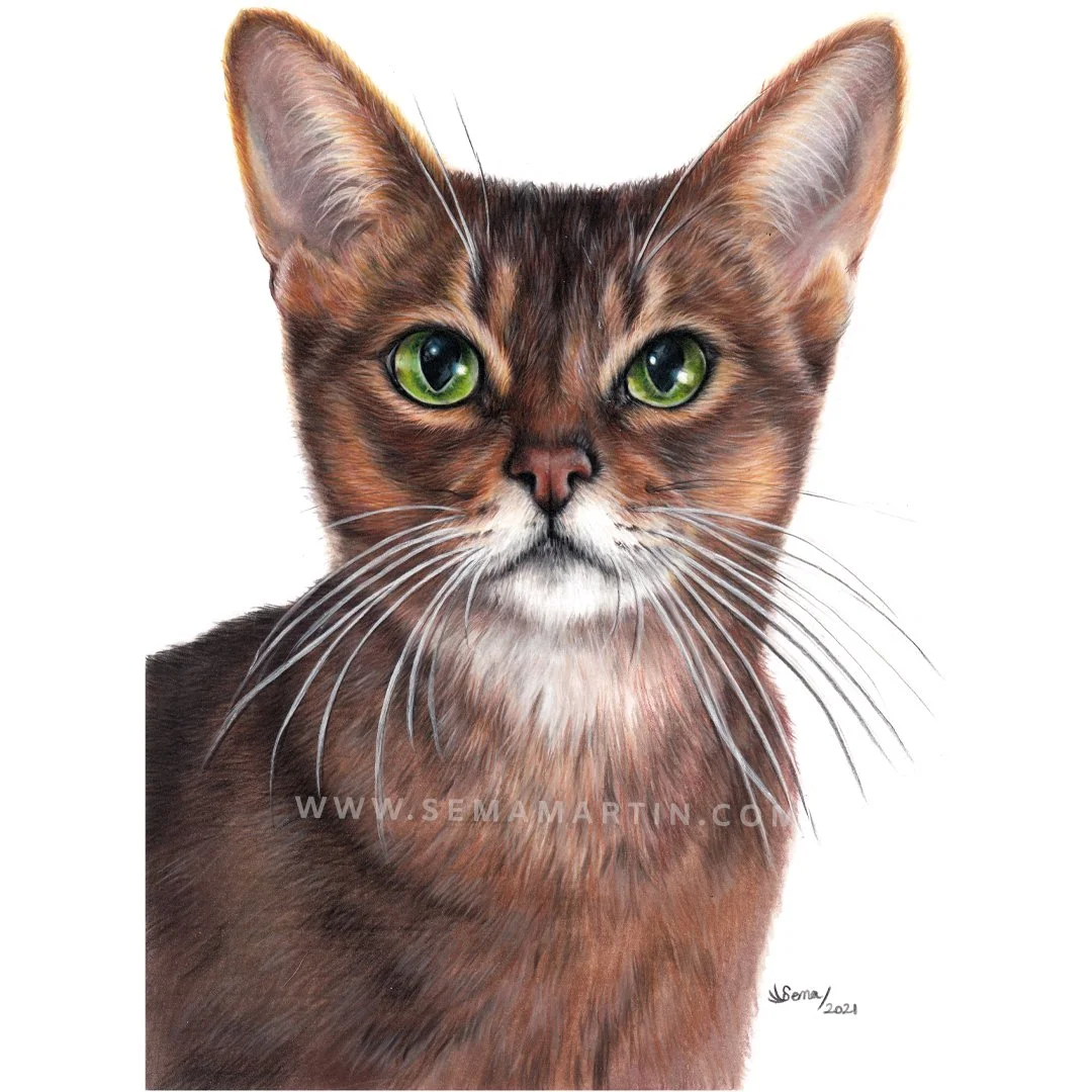 Realistic colour pencil cat portrait commission drawings from your ...