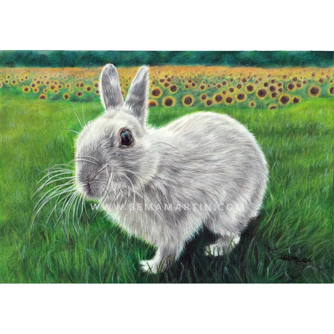 Realistic Colour Pencil Bunny Rabbit Portrait Commissions by award ...