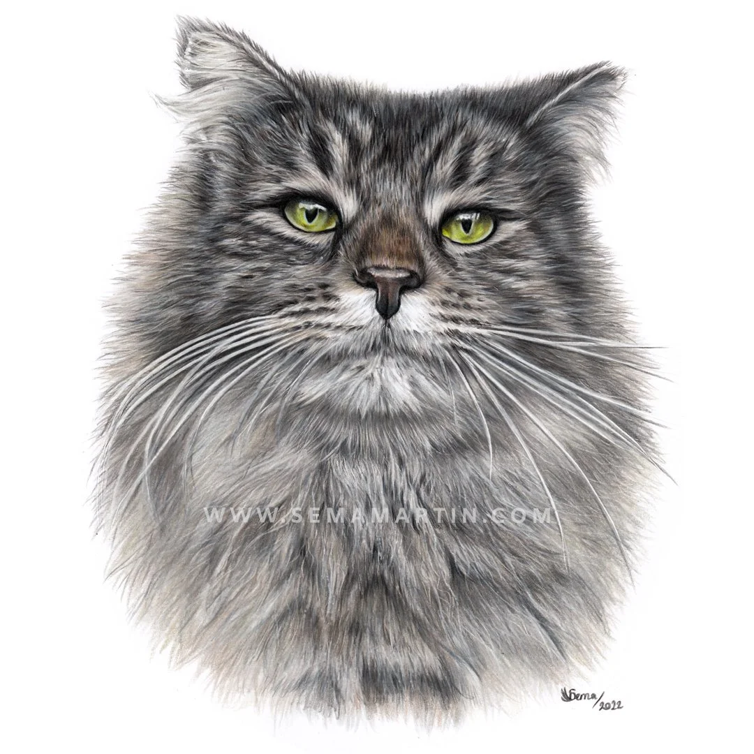 Realistic colour pencil cat portrait commission drawings from your ...