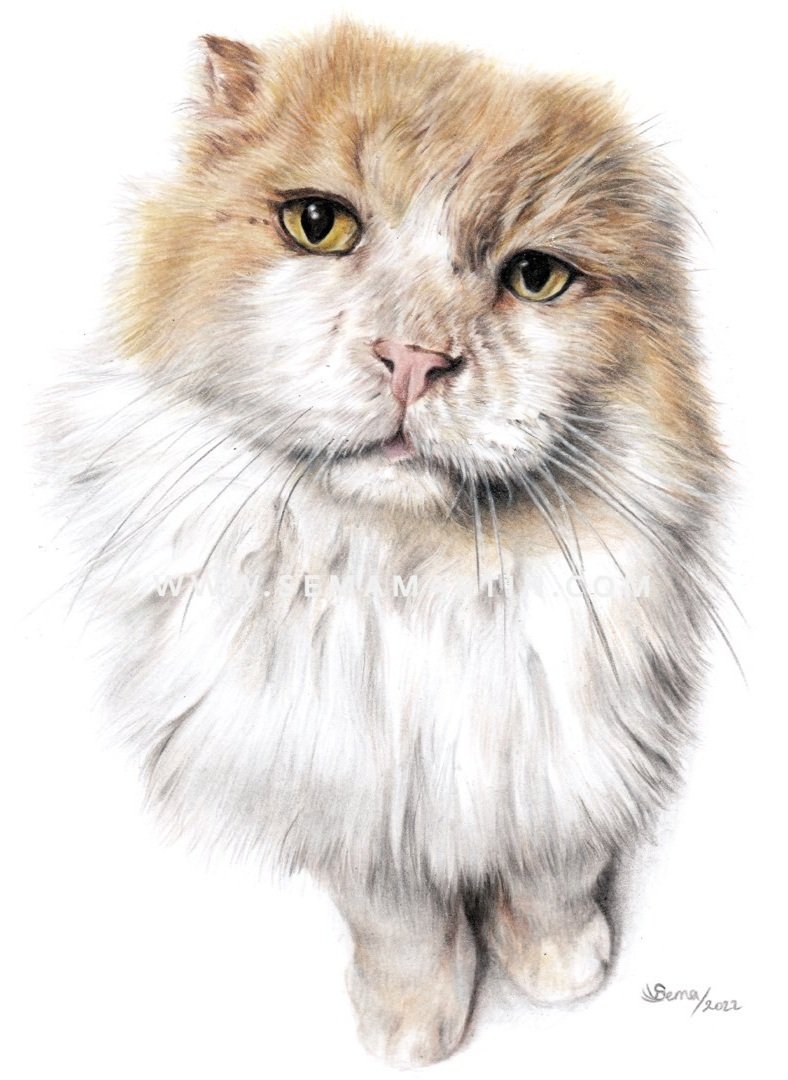 Realistic colored pencil cat portrait drawing from your photos by pet ...