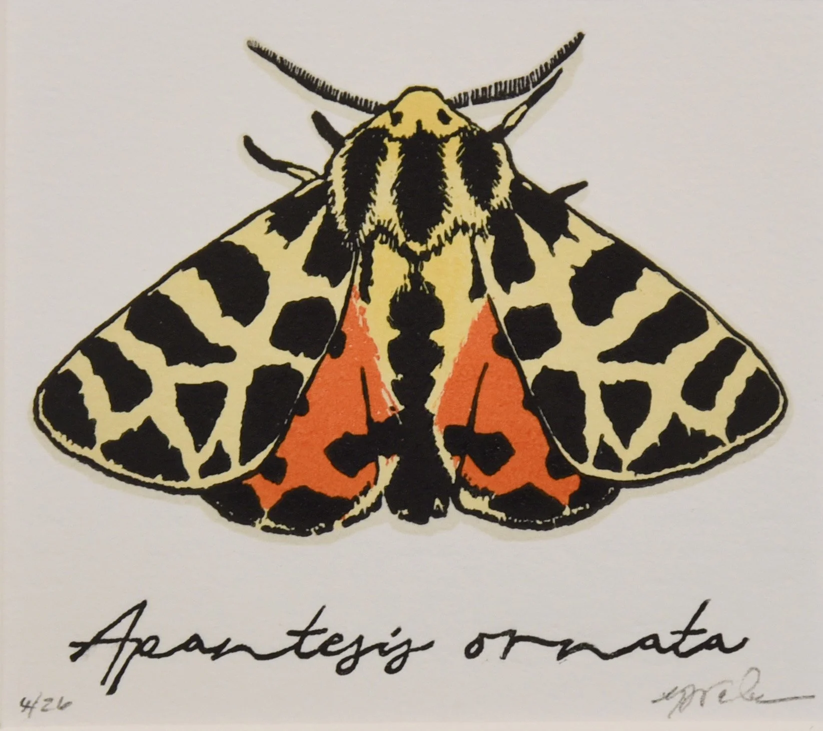 Apantesis Ornata (Moth Series) — A SENSE OF PLACE