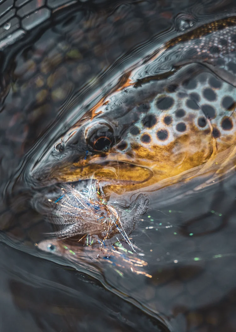 George Daniel's Livin On The Fly