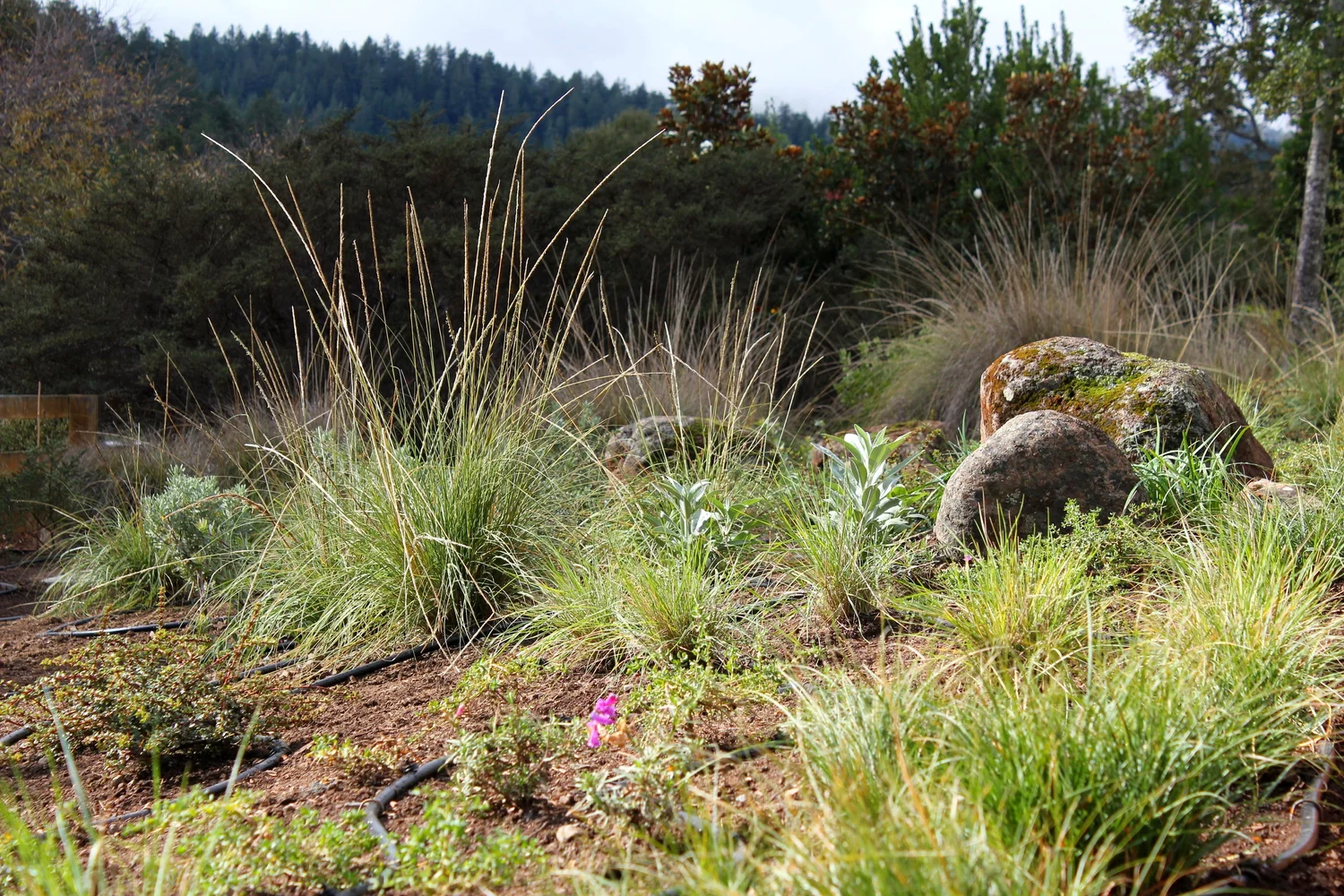 Landscape Design — CALIFORNIA NATIVE LANDSCAPES