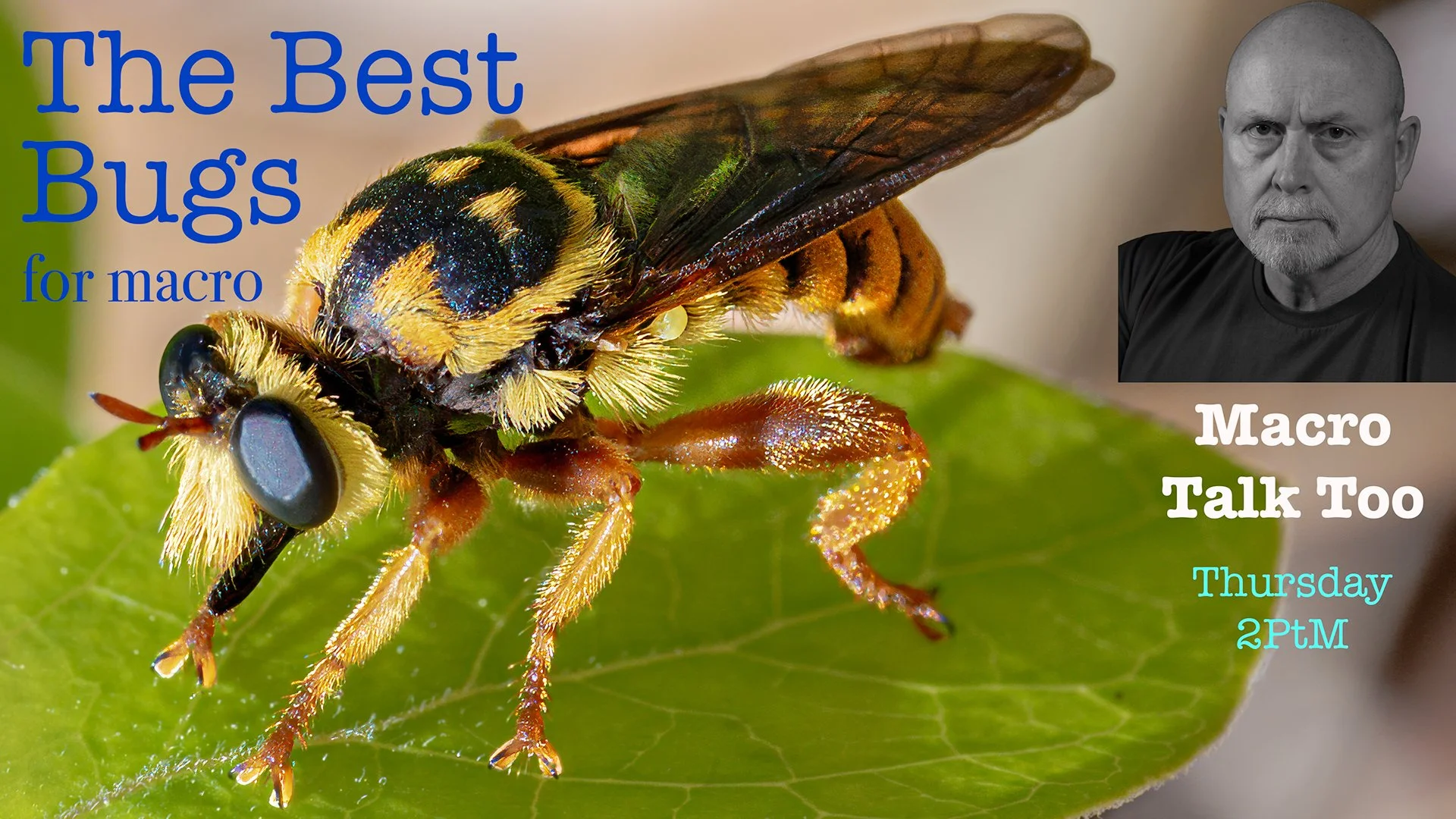 Bug Month is Here - are you ready? — Allan Walls Photography