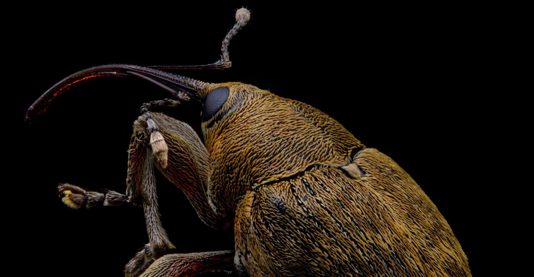 The Macro Photo Competition — Allan Walls Photography