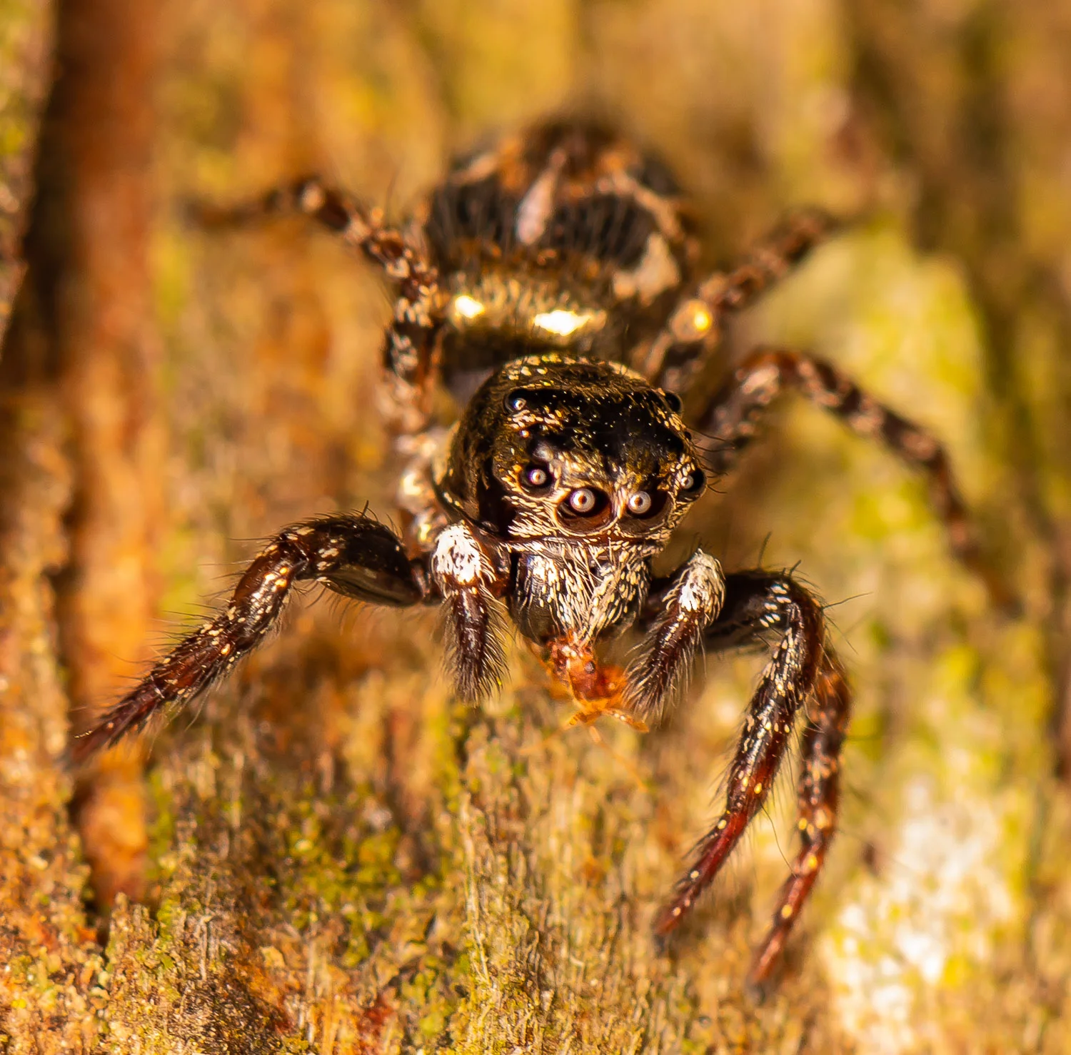 Close-up carnivores: flesh-eating arthropods enjoying lunch — Allan ...