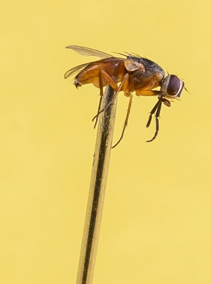 Pin Perfection: essential equipment for macro photography — Allan Walls ...