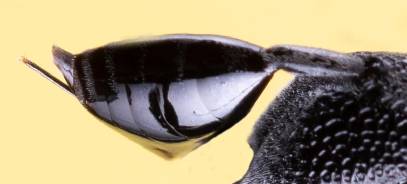 Amazing Insects - the cockroach killing wasp — Allan Walls Photography