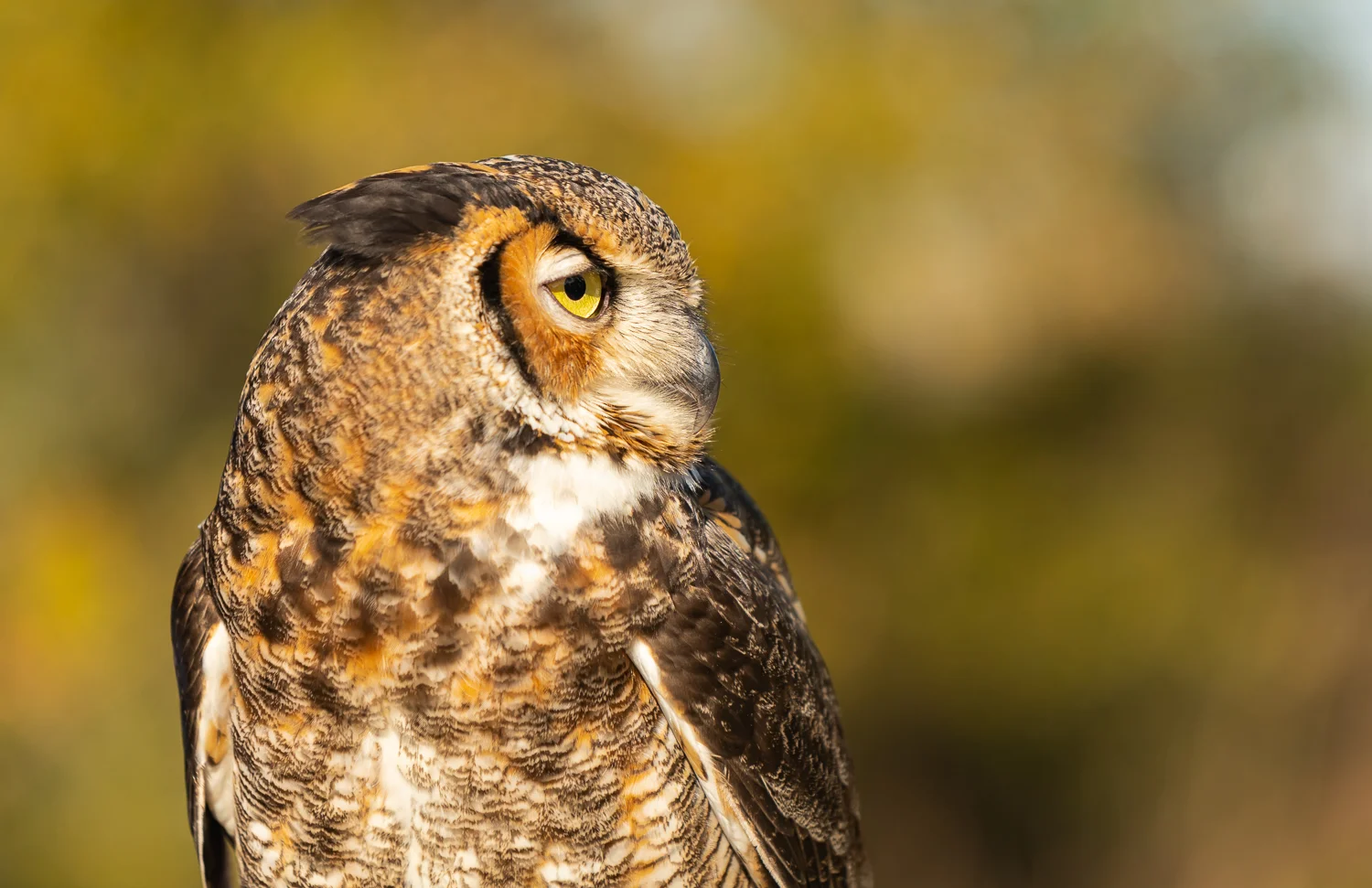 Meet Kelly Boesch - an Extraordinary Talent — Allan Walls Photography