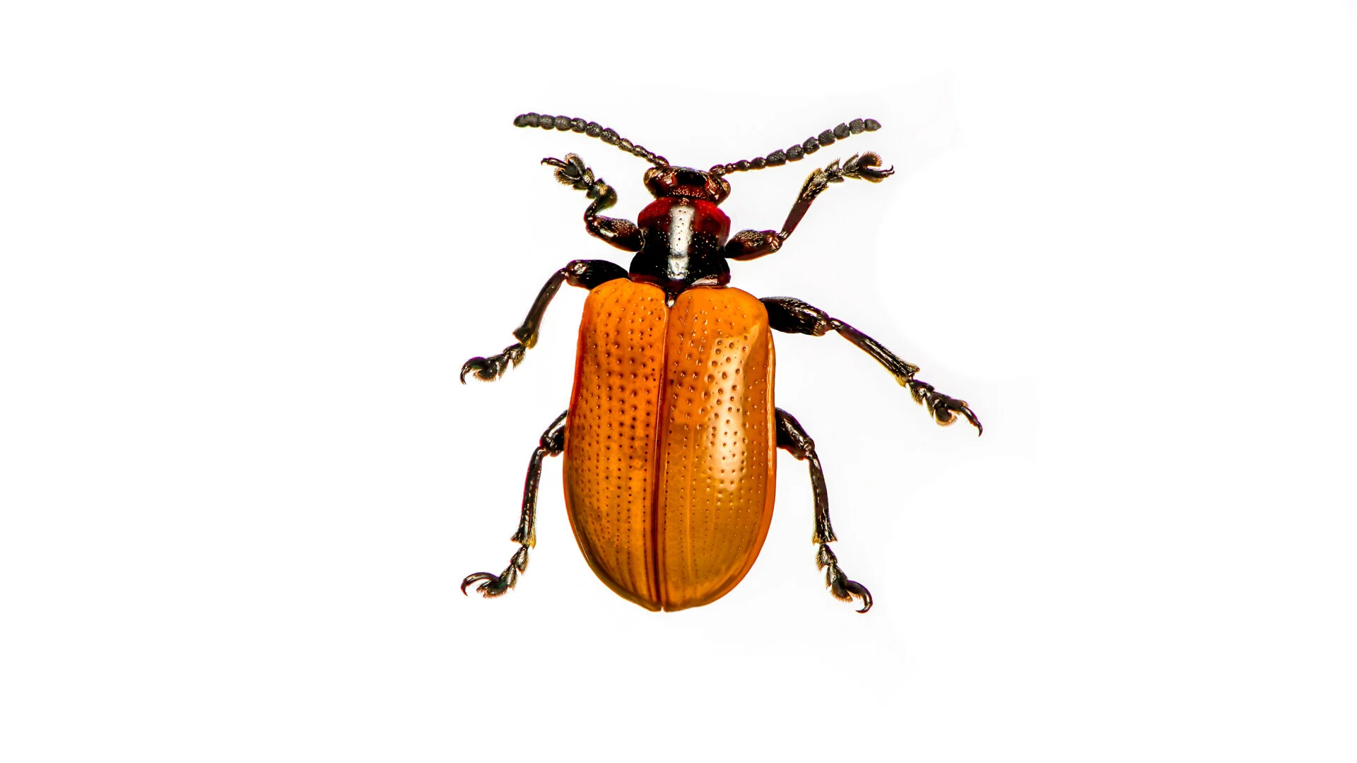White Background Macro Photography — Allan Walls Photography