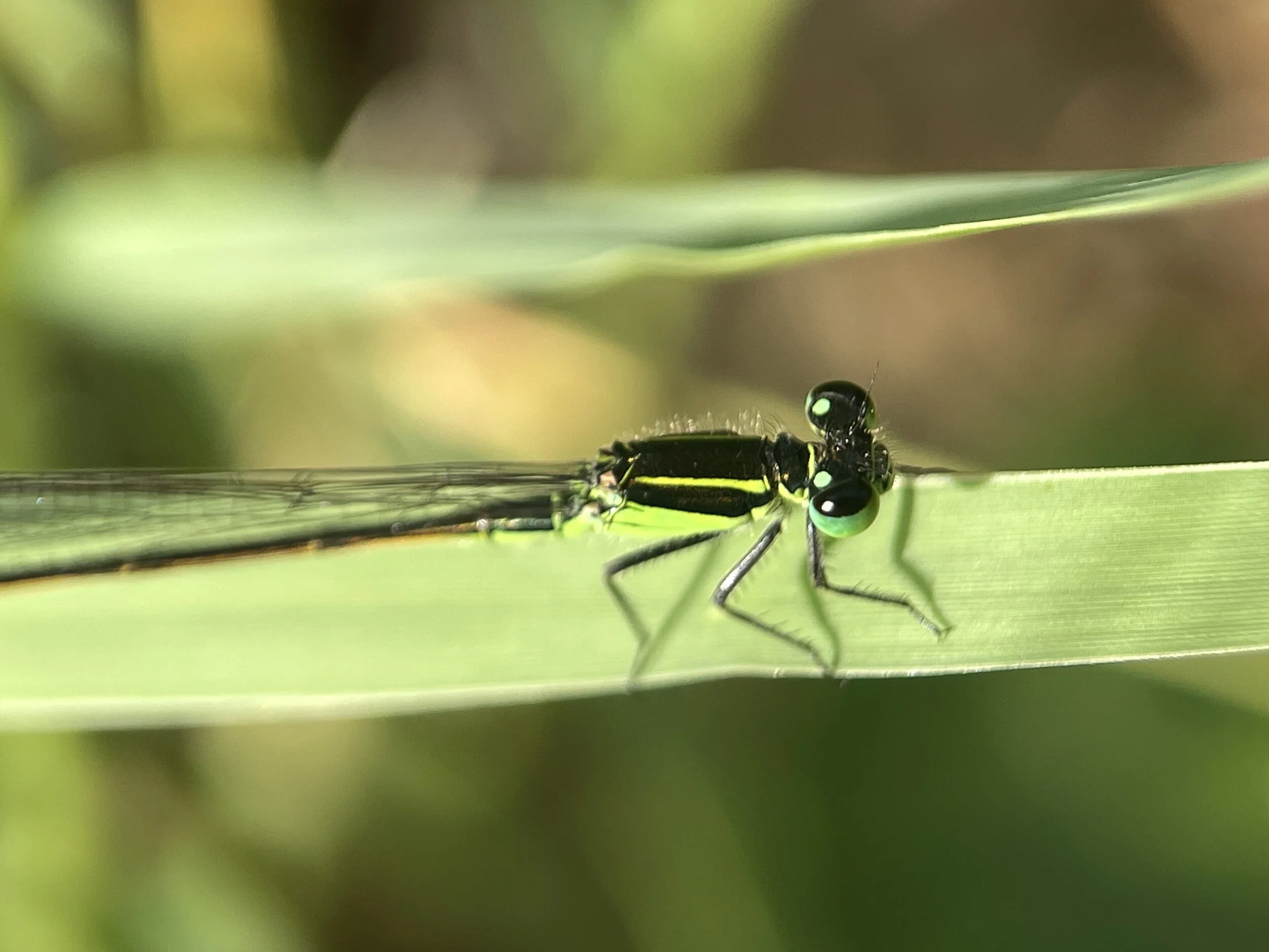 Review of Apexel 100mm Macro Lens for Cellphone — Allan Walls Photography