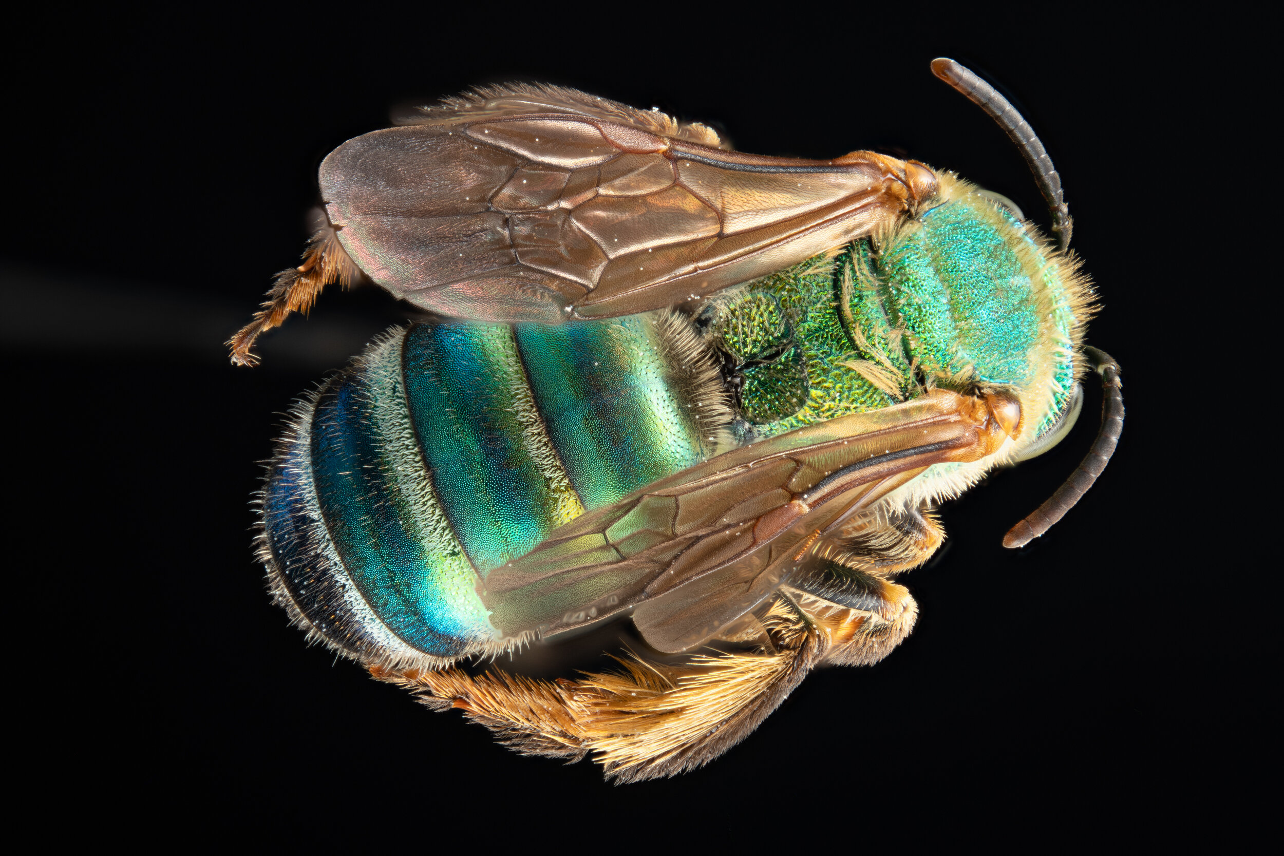 Helicon or Zerene - choosing the right focus stacking software - Part ...