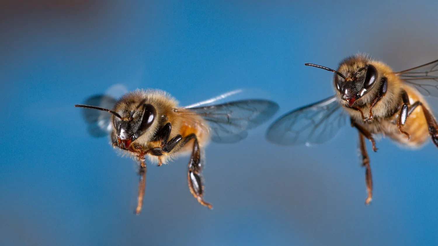 Photographing Bees in Flight — Allan Walls Photography