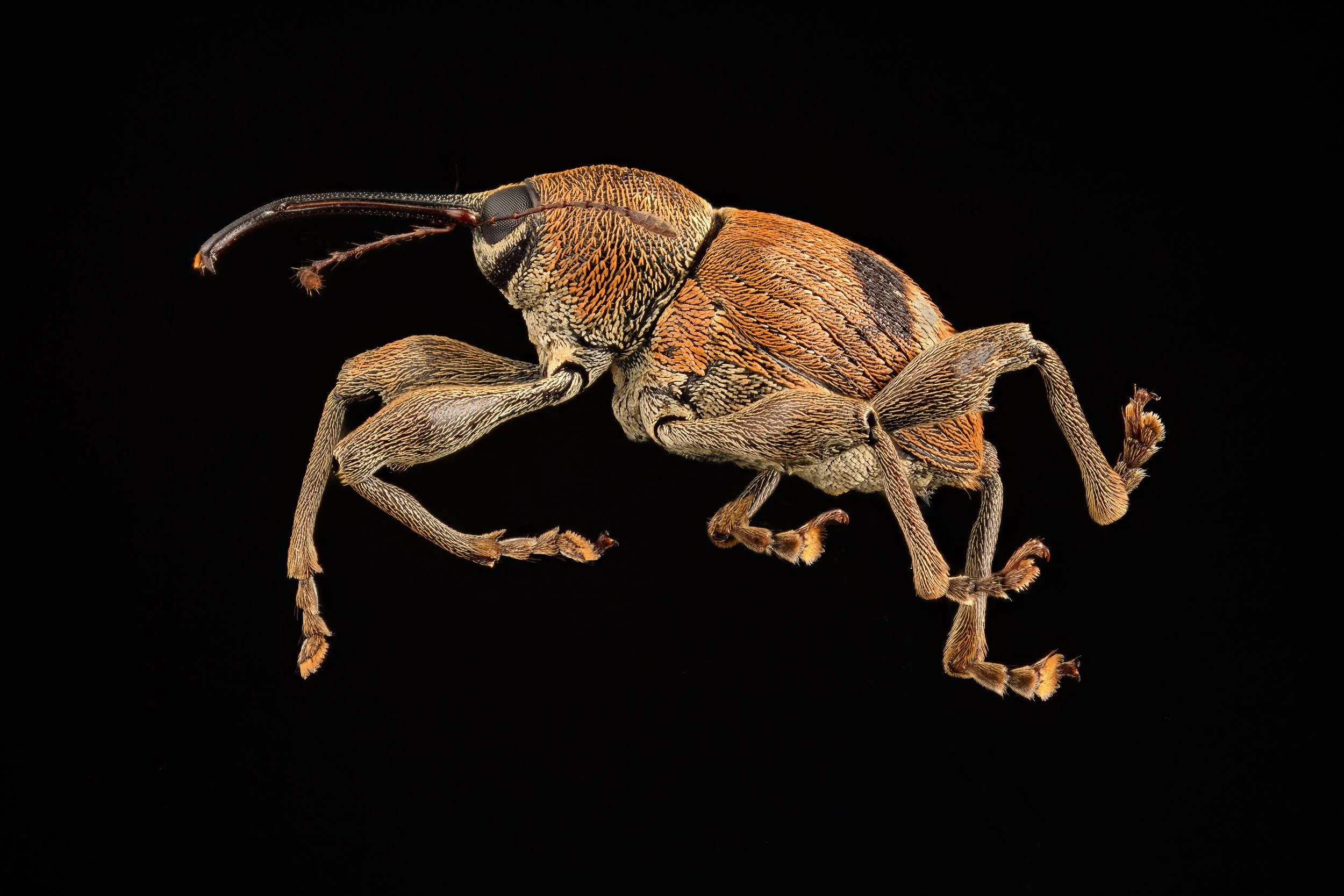 words — Allan Walls Photography