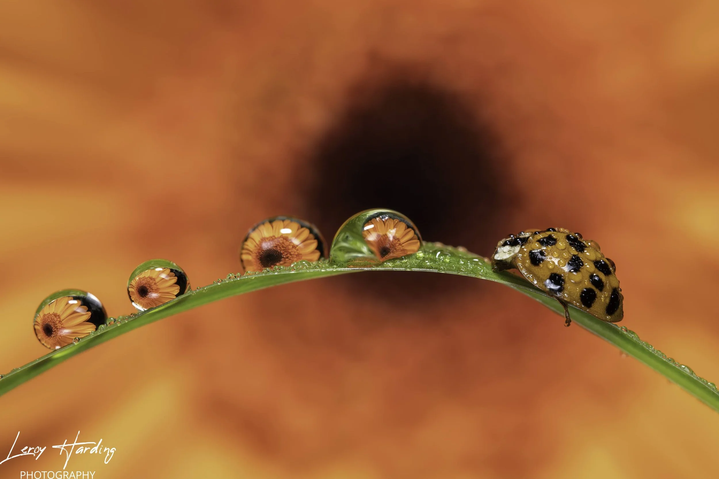 The Macro Photo Competition — Allan Walls Photography
