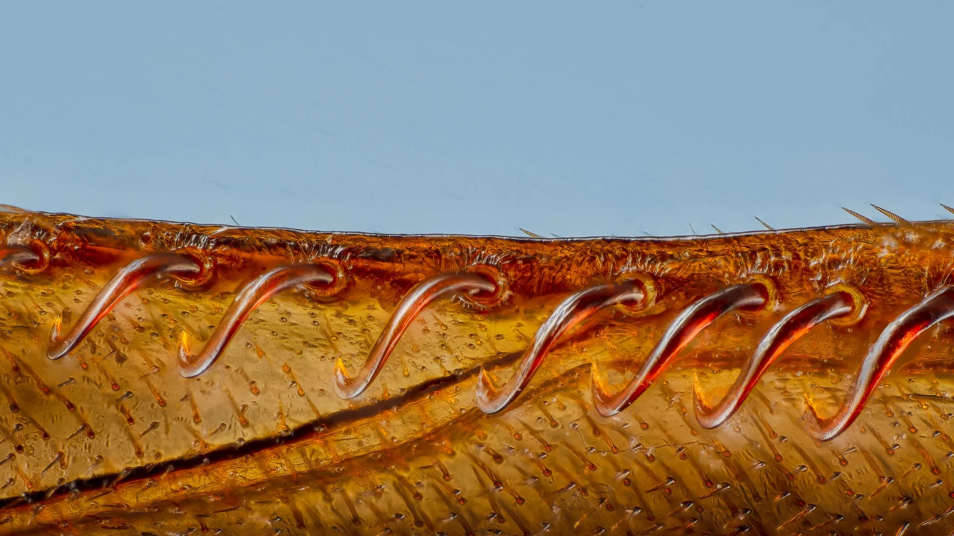 words — Allan Walls Photography