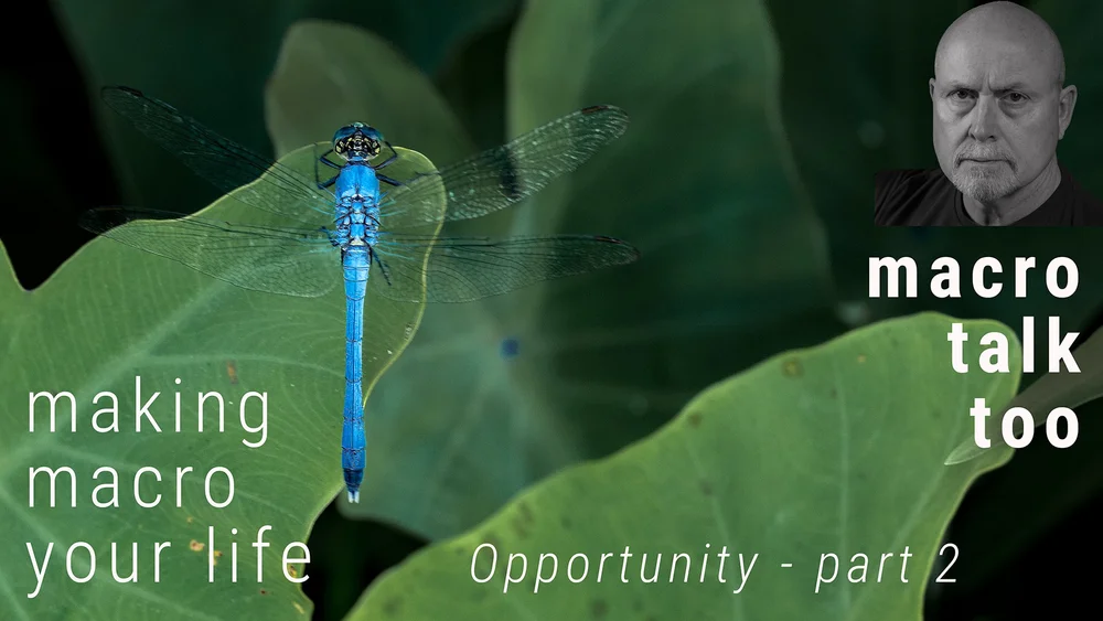 Opportunity — Allan Walls Photography