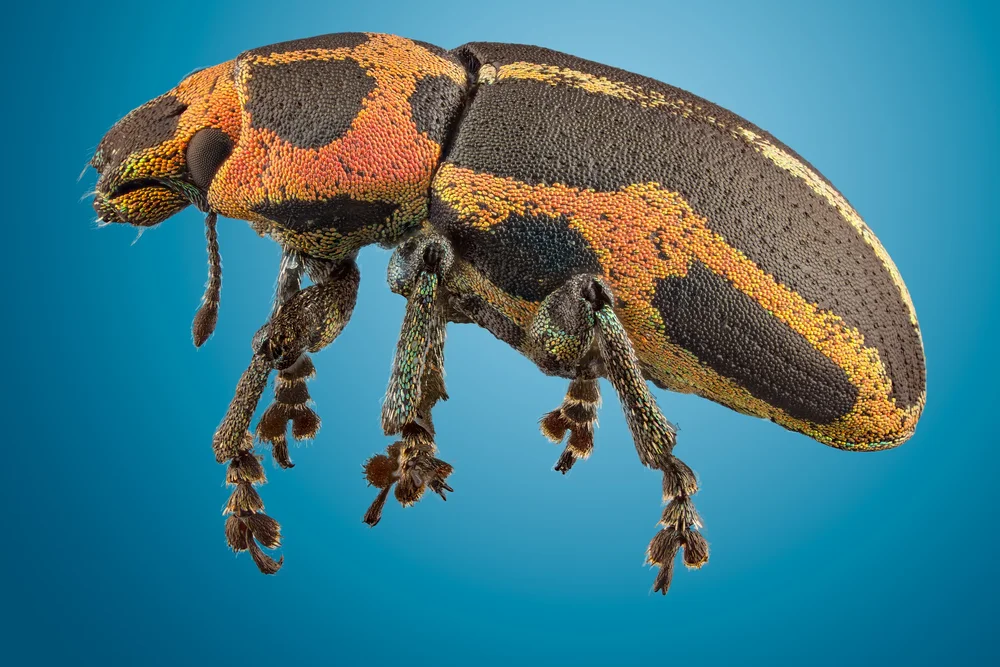 The Ethics of Macro — Allan Walls Photography