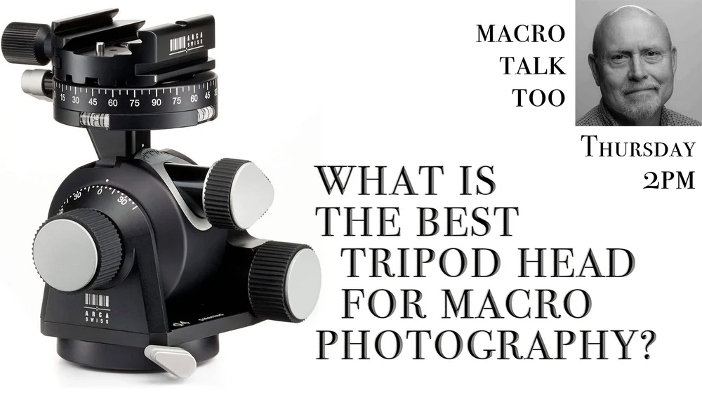 Polarization in Macro Photography — Allan Walls Photography