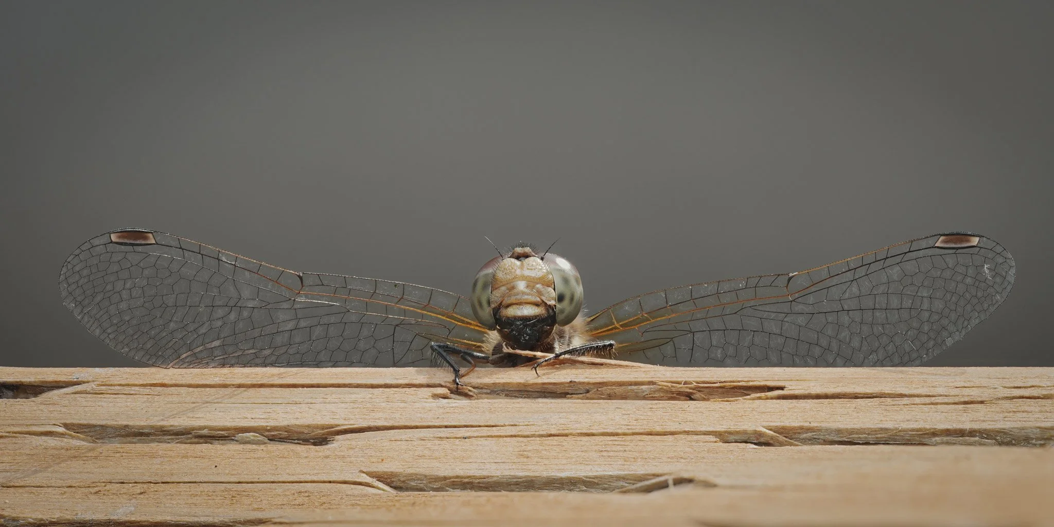 words — Allan Walls Photography