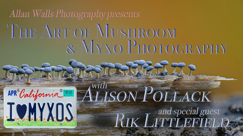 Alison's Links — Allan Walls Photography