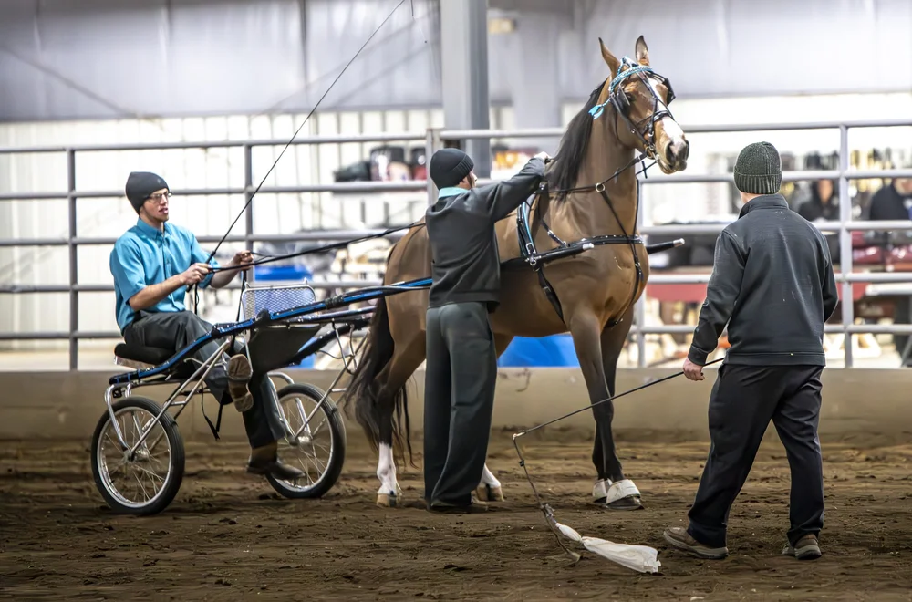 Shooting Horses — Allan Walls Photography