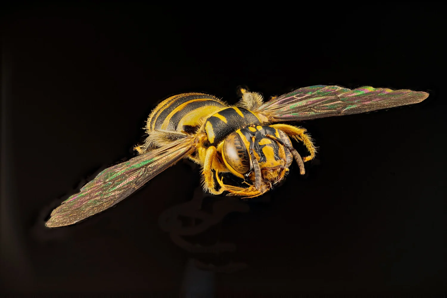 Polarization in Macro Photography — Allan Walls Photography