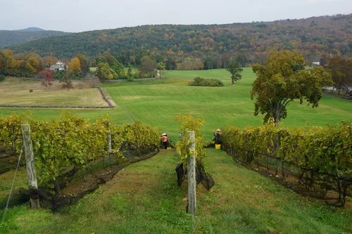 Spring Hill Vineyards