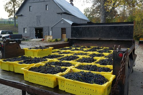 Spring Hill Vineyards