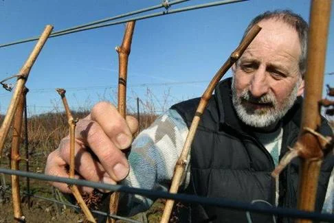 Nicholas Ferrante — Ohio Wine Producers Association