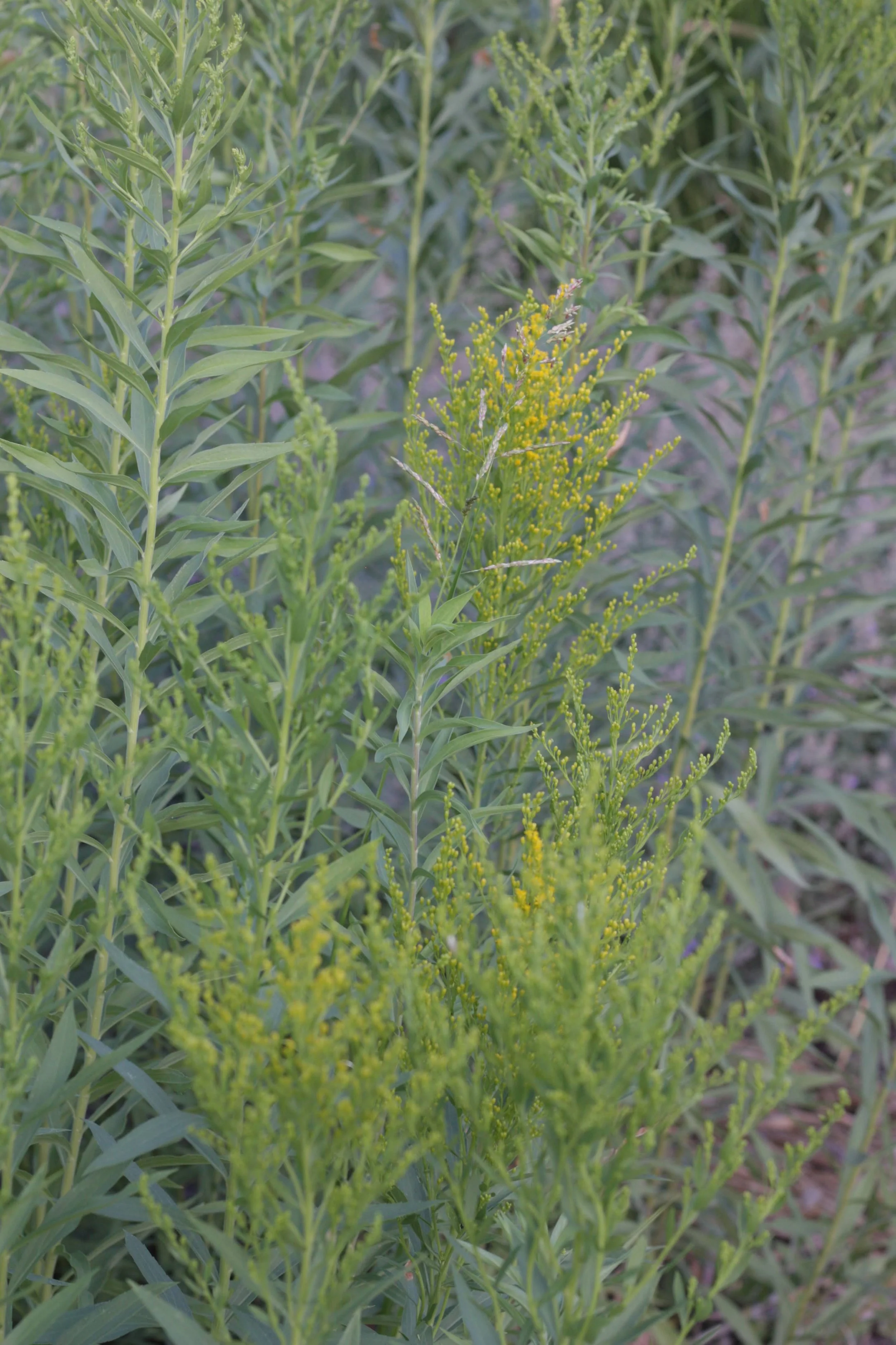 How to Plant a Prairie, Part 1: Why Grow a Prairie? — the kokoro garden