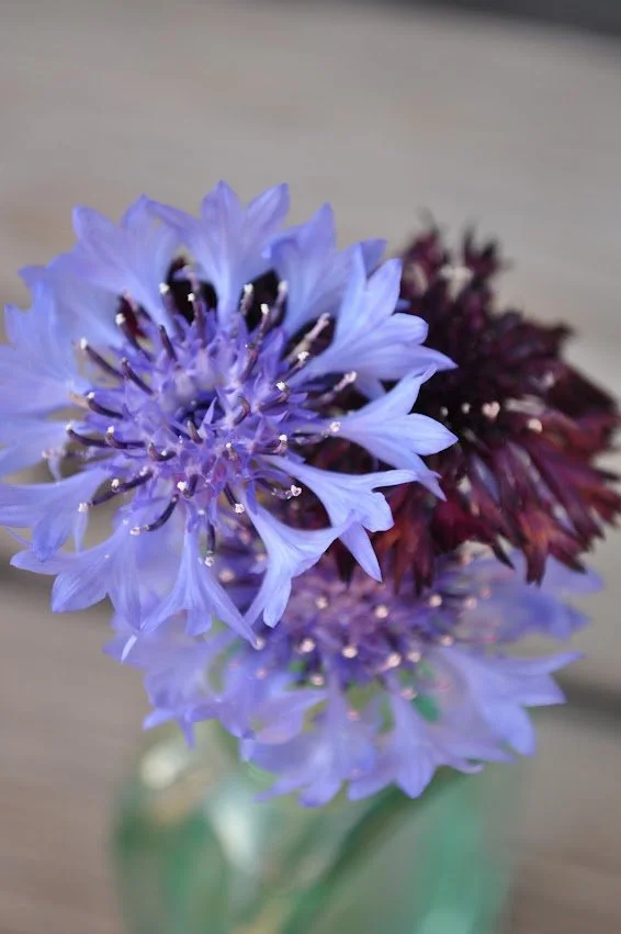 Great Spring Flowers for Small Scale Flower Farms — the kokoro garden