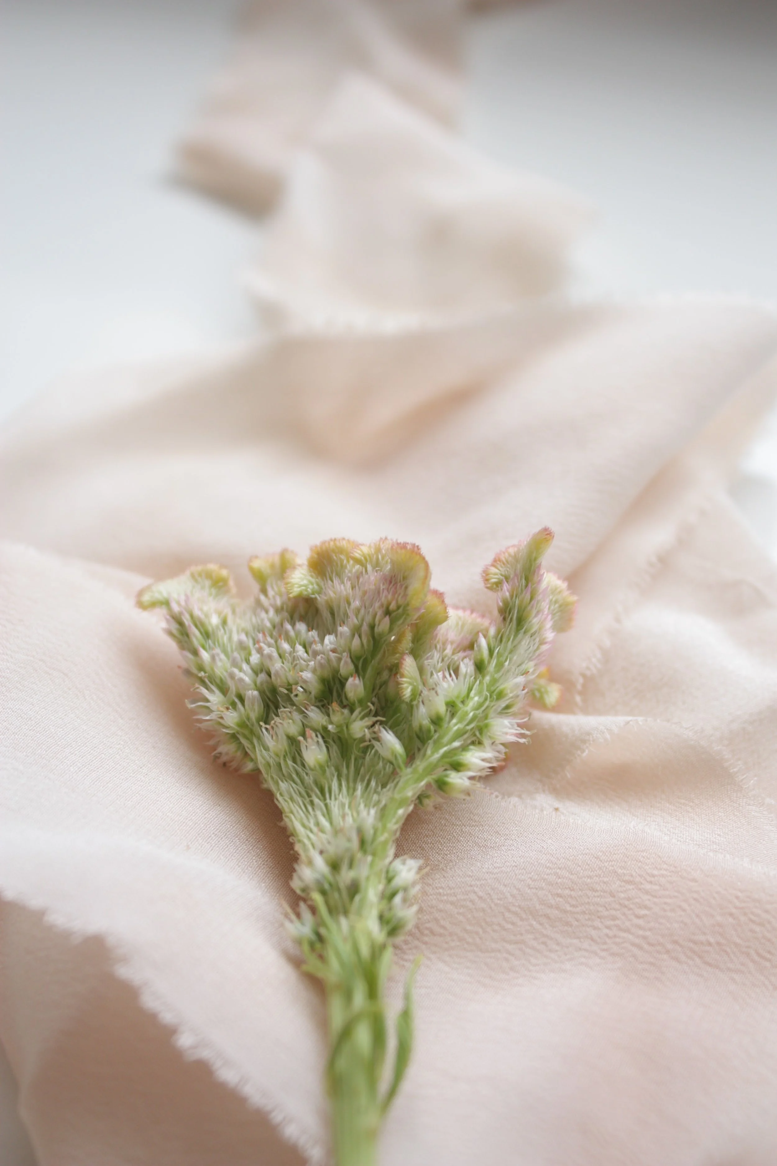 Garden: Natural Dyeing, Part I: Understanding Dyes — the kokoro garden