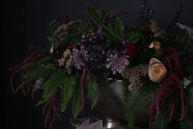 How to Grow Daucus (Chocolate Lace Flower, Queen Anne's Lace) — the ...